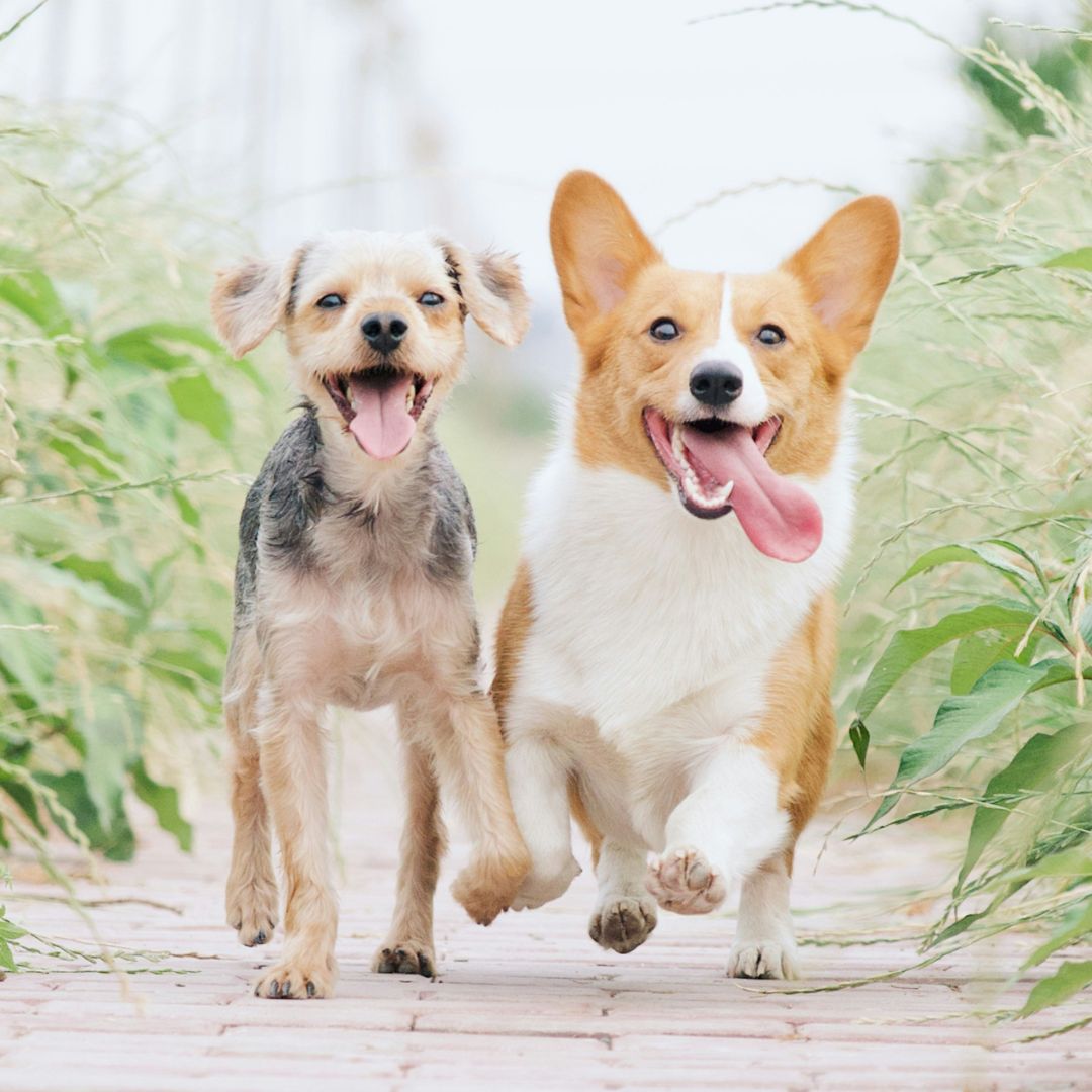 30A Local Dog Sitters – Huck and Harlowe