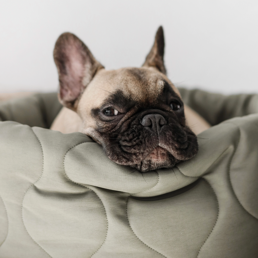 TAART Dog Bed – Huck and Harlowe
